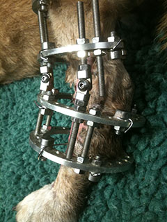 Achilles’ Tendon Injuries - American College of Veterinary Surgeons
