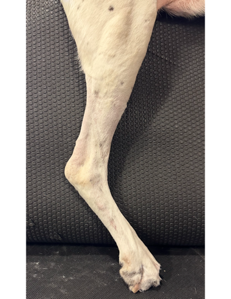Achilles’ Tendon Injuries - American College of Veterinary Surgeons