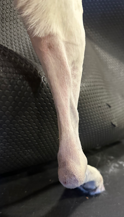 Achilles’ Tendon Injuries - American College of Veterinary Surgeons