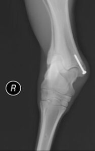 Angular Limb Deviation in Horses - American College of Veterinary Surgeons