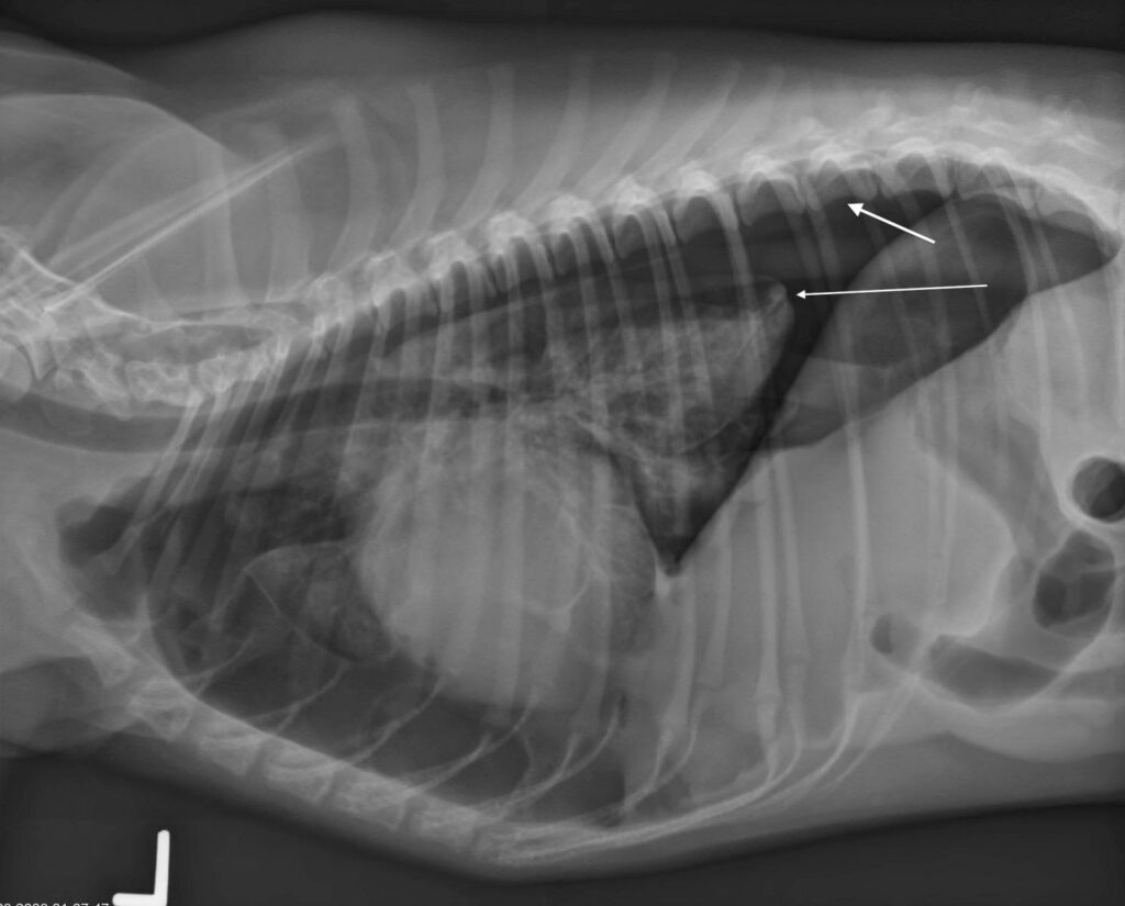 Spontaneous Pneumothorax - American College of Veterinary Surgeons