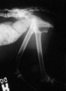 Megacolon - American College of Veterinary Surgeons