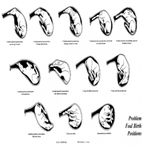 Dystocia in Horses - American College of Veterinary Surgeons