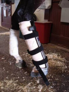 Fractures in Horses - Emergency First Aid and Stabilization - American ...