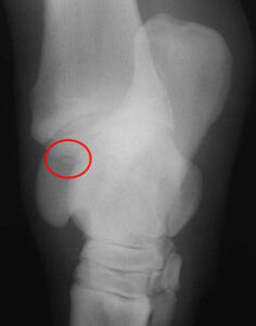 Osteochondritis Dissecans (OCD) in Horses - American College of ...