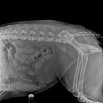 Urinary Obstruction in Dogs - American College of Veterinary Surgeons