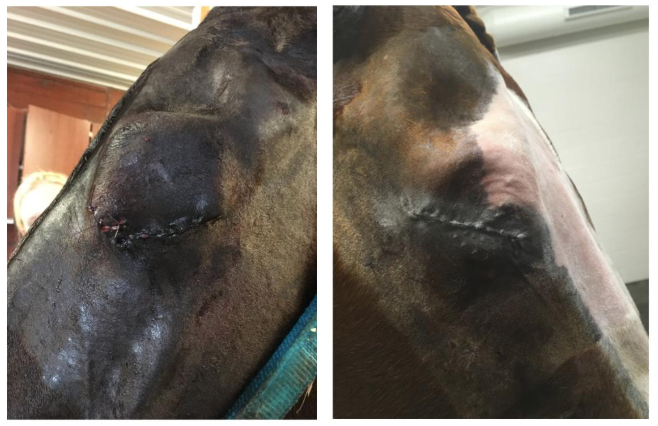 Equine Enucleation - American College of Veterinary Surgeons