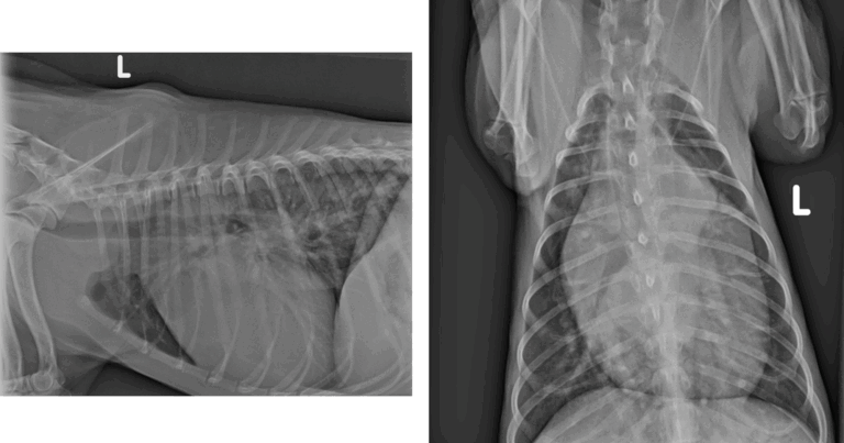 Patent Ductus Arteriosus (PDA) in Small Animals - American College of ...