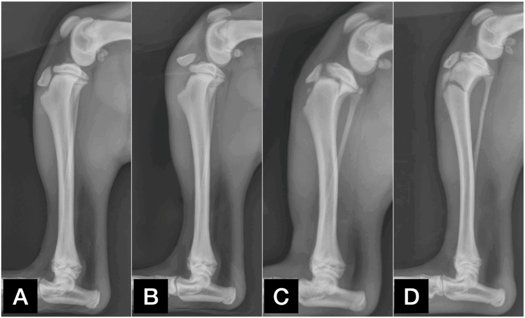 Tibial Fractures in Growing Dogs - American College of Veterinary Surgeons