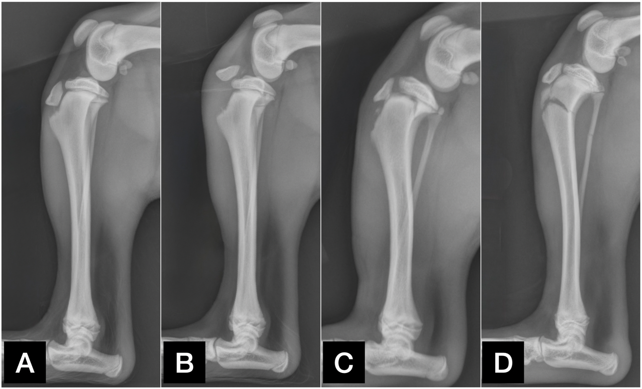 Tibial Fractures in Growing Dogs - American College of Veterinary Surgeons