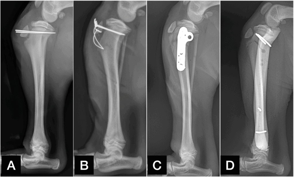 Tibial Fractures in Growing Dogs - American College of Veterinary Surgeons