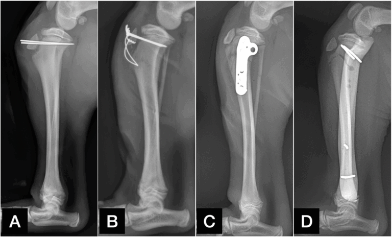 Tibial Fractures in Growing Dogs - American College of Veterinary Surgeons