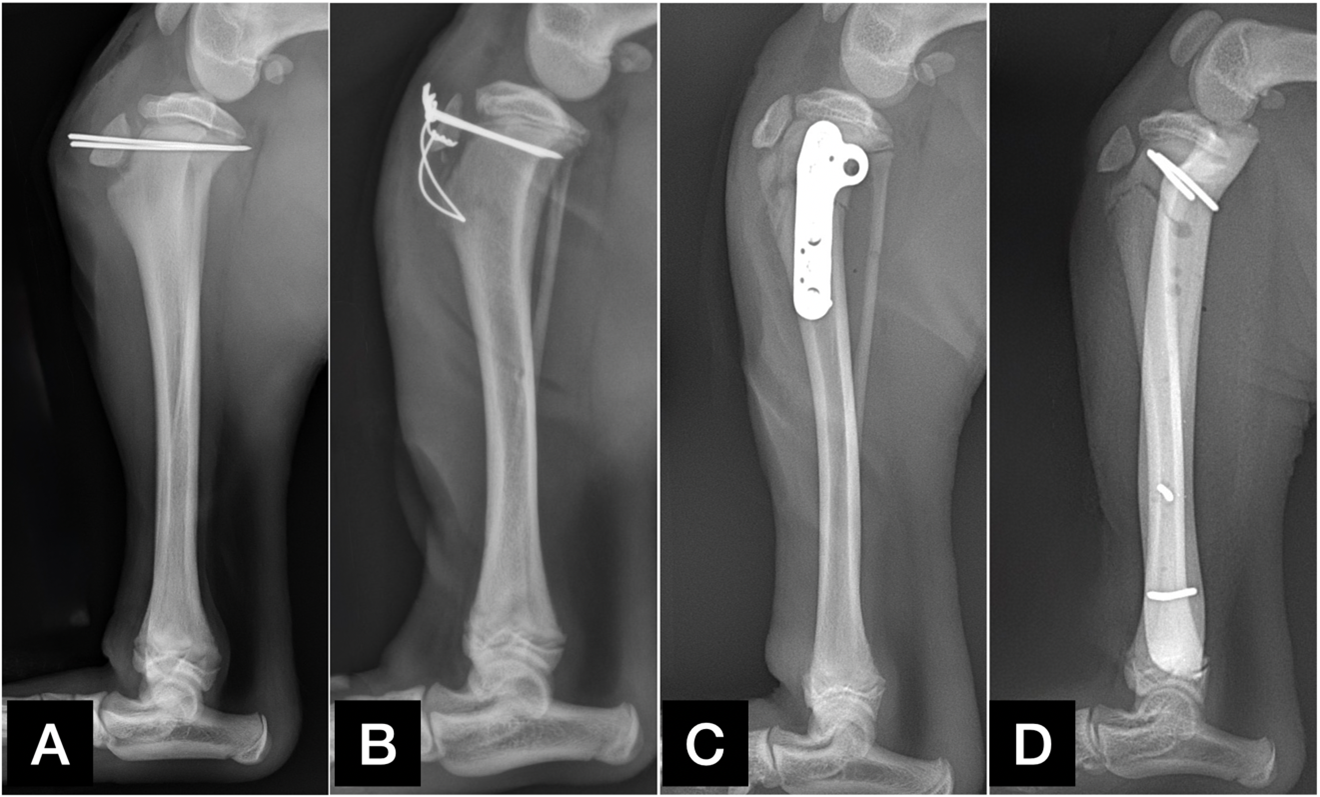 Tibial Fractures in Growing Dogs - American College of Veterinary Surgeons
