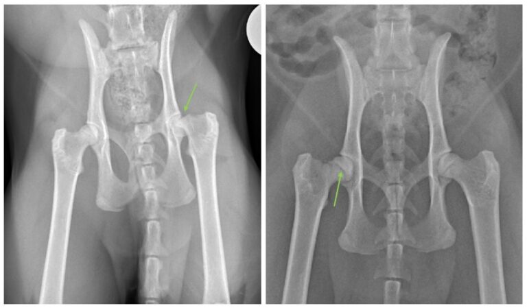 Femoral Capital Physeal Fractures - American College of Veterinary Surgeons