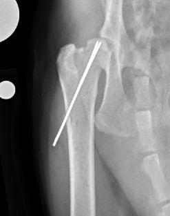 Femoral Capital Physeal Fractures - American College of Veterinary Surgeons