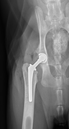 Femoral Capital Physeal Fractures - American College of Veterinary Surgeons