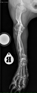 Angular Limb Deformity (ALD) in Dogs - American College of Veterinary ...