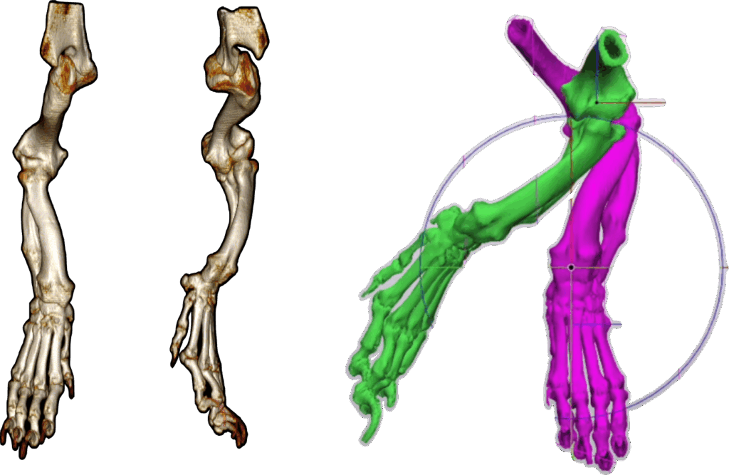 Angular Limb Deformity (ALD) in Dogs - American College of Veterinary ...