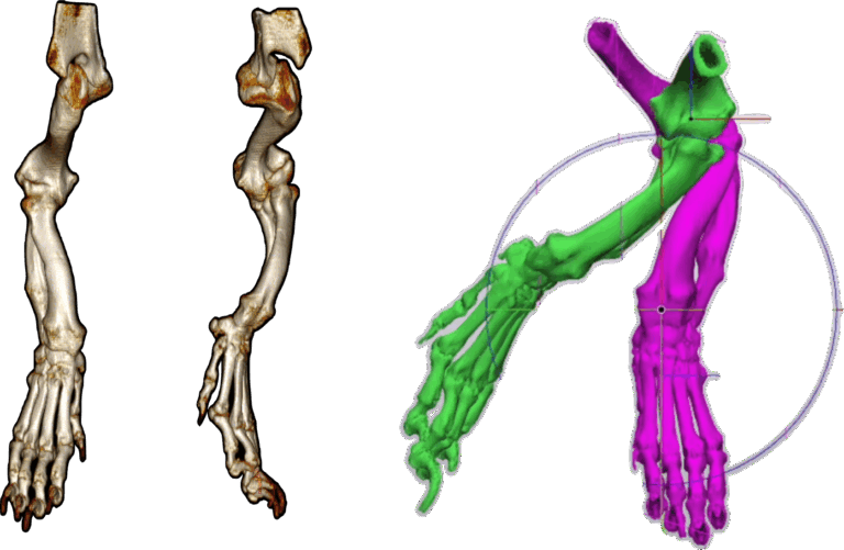 Angular Limb Deformity (ALD) in Dogs - American College of Veterinary ...