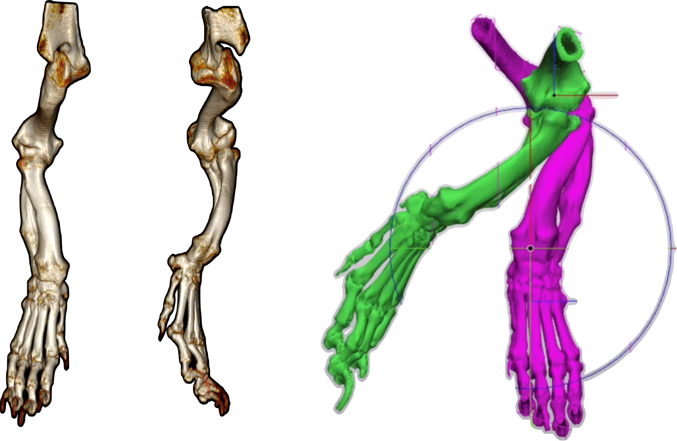 Angular Limb Deformity (ALD) in Dogs - American College of Veterinary ...