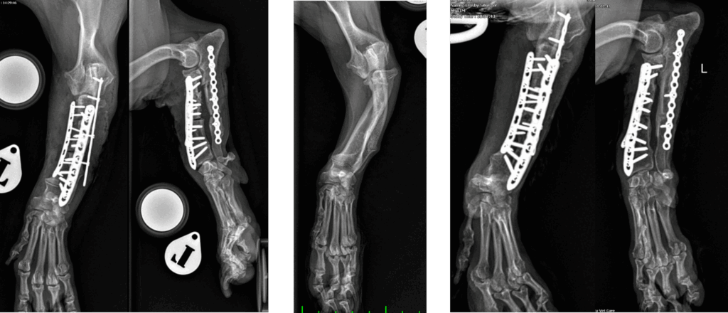 Angular Limb Deformity (ALD) in Dogs - American College of Veterinary ...