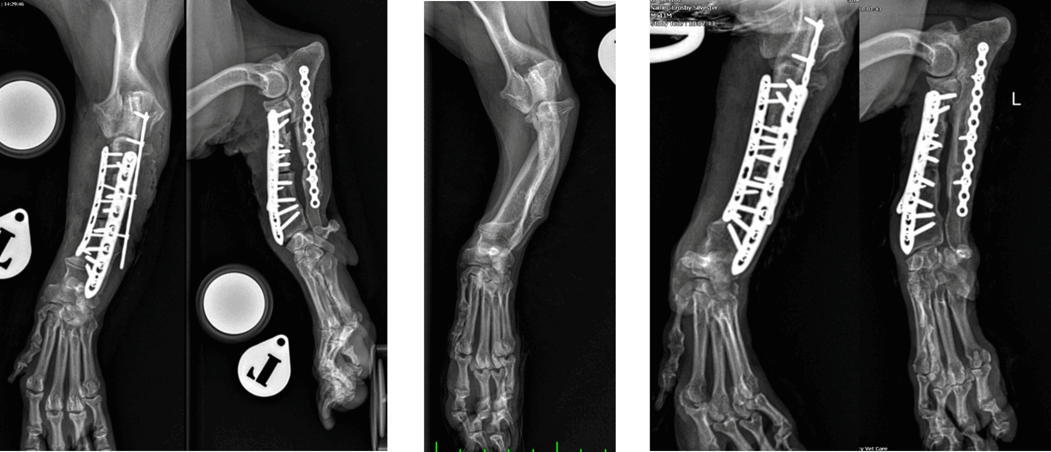 Angular Limb Deformity (ALD) in Dogs - American College of Veterinary ...